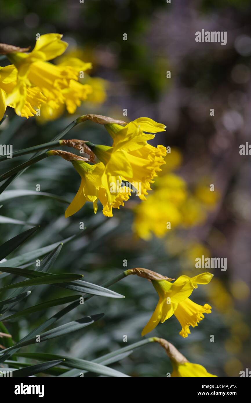 Aberdeen britain in bloom hi-res stock photography and images - Alamy
