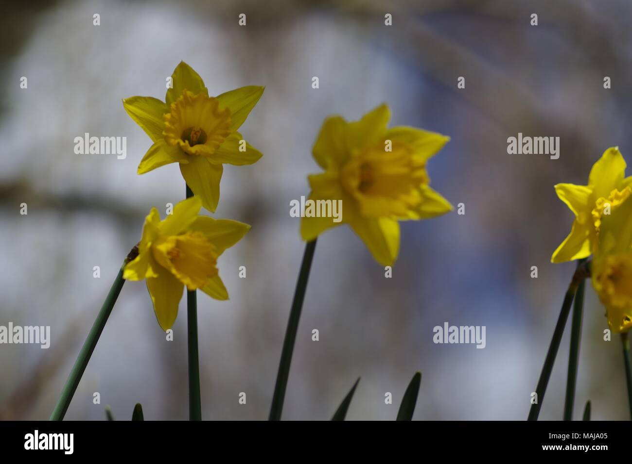 Yellow Spring Daffodils Growing in Seaton Park, Aberdeen, Scotland, UK ...