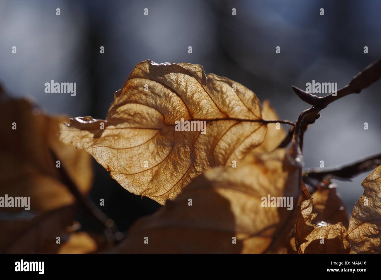 Autumn Beech Tree Leaf (Fagus sylvatica) Seaton Park, Aberdeen, UK ...