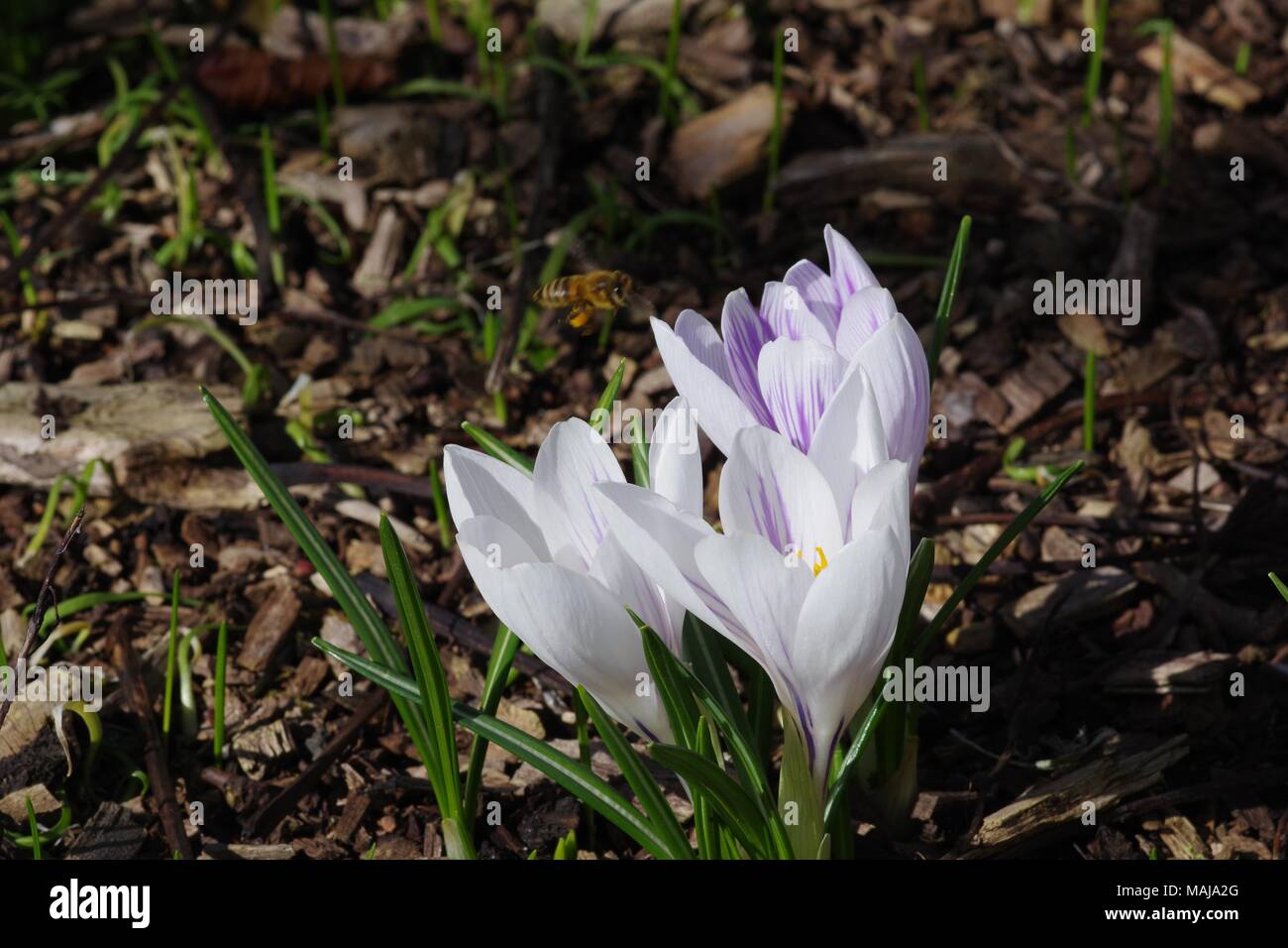 Spring Crocus Flowers Growing in Old Aberdeen, Scotland, UK. March ...