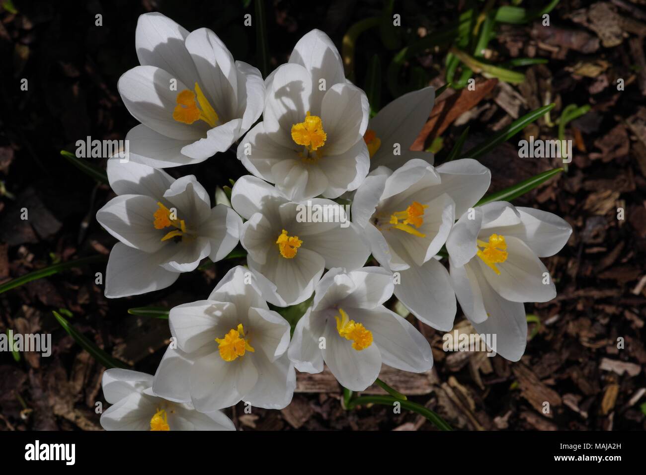 Spring Crocus Flowers Growing in Old Aberdeen, Scotland, UK. March ...