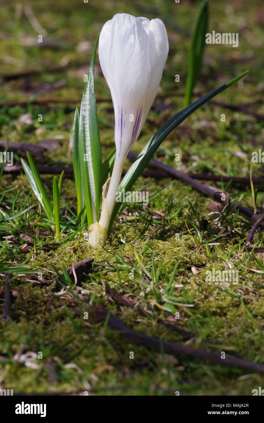 Spring Crocus Flowers Growing in Old Aberdeen, Scotland, UK. March ...