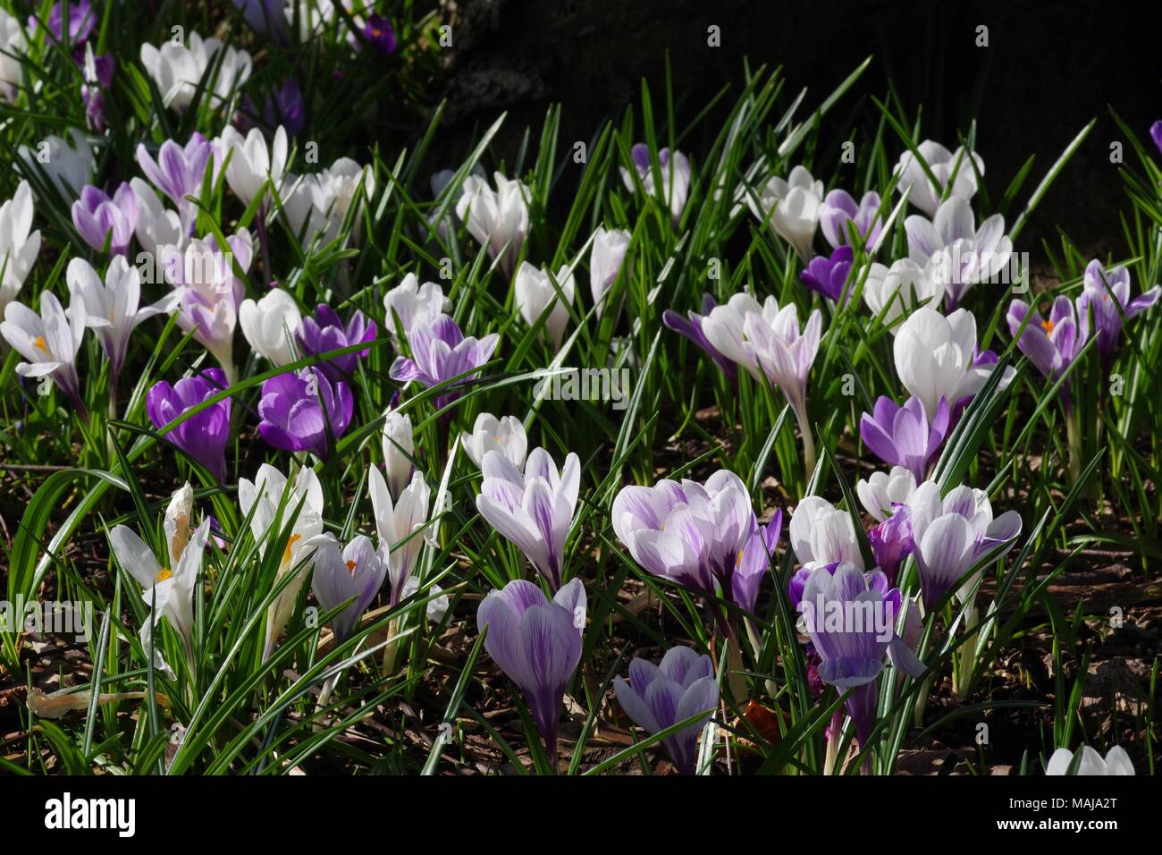 Spring Crocus Flowers Growing in Old Aberdeen, Scotland, UK. March ...