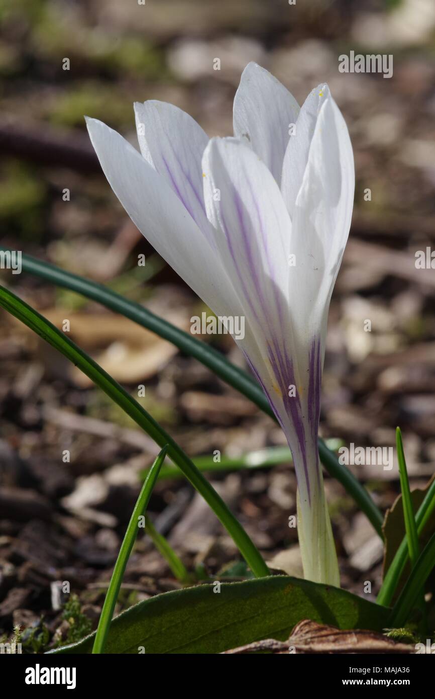 Spring Crocus Flowers Growing in Old Aberdeen, Scotland, UK. March ...