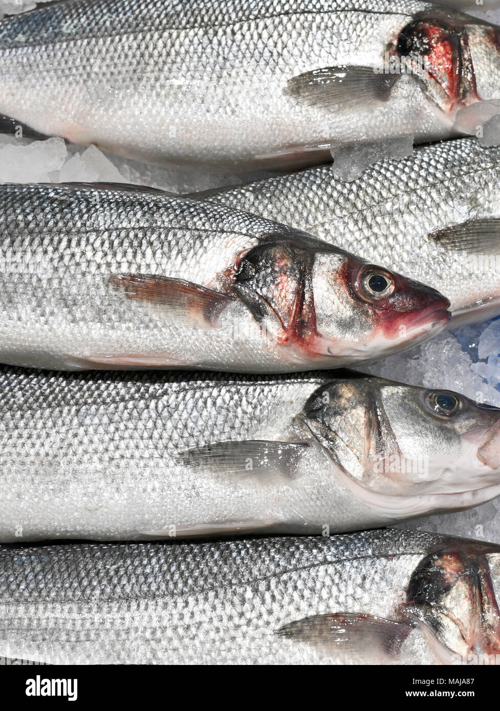 Fresh ice cooled sea bass or lumina fish on ice. Fish market stall with ...