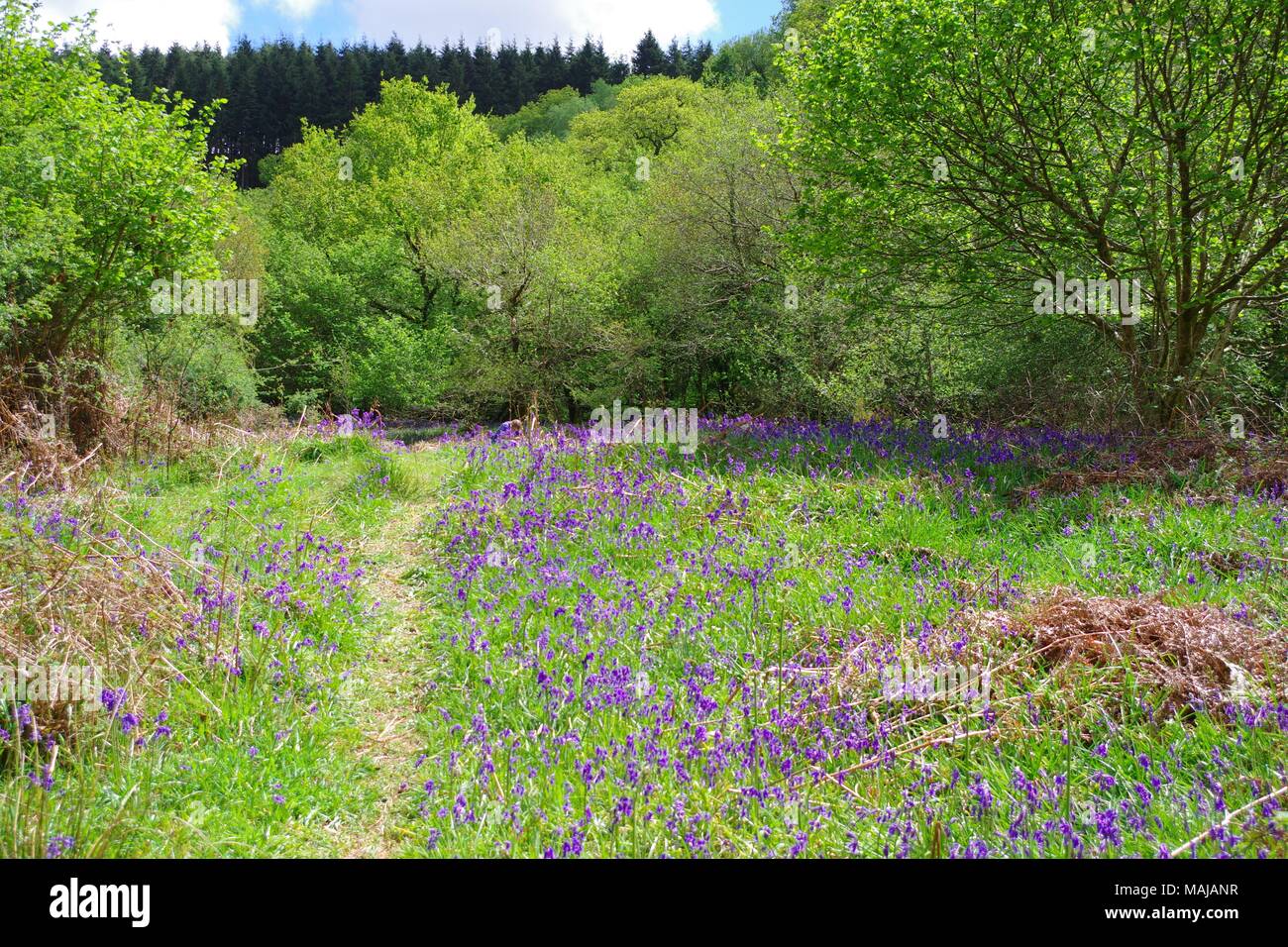English Woodland in Spring. Vibrant Green Foliage and Bluebell Wild ...