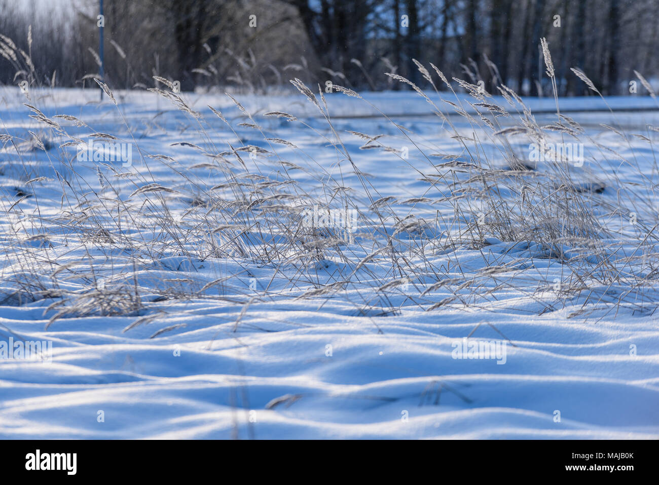 shadows in snow. winter in countryside cold day with frost Stock Photo ...