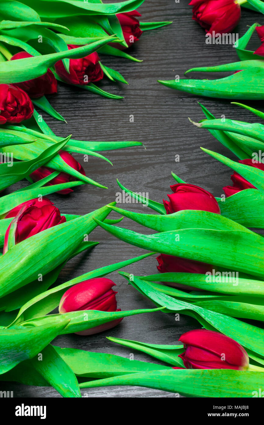 beautiful fresh spring tulip on dark background Stock Photo - Alamy