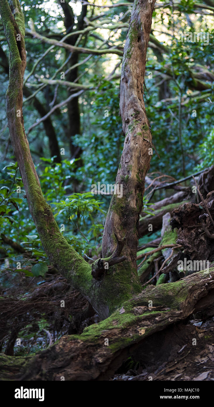 Beautiful nature in Rural Park of Anaga, a magnificent laurel forest ...