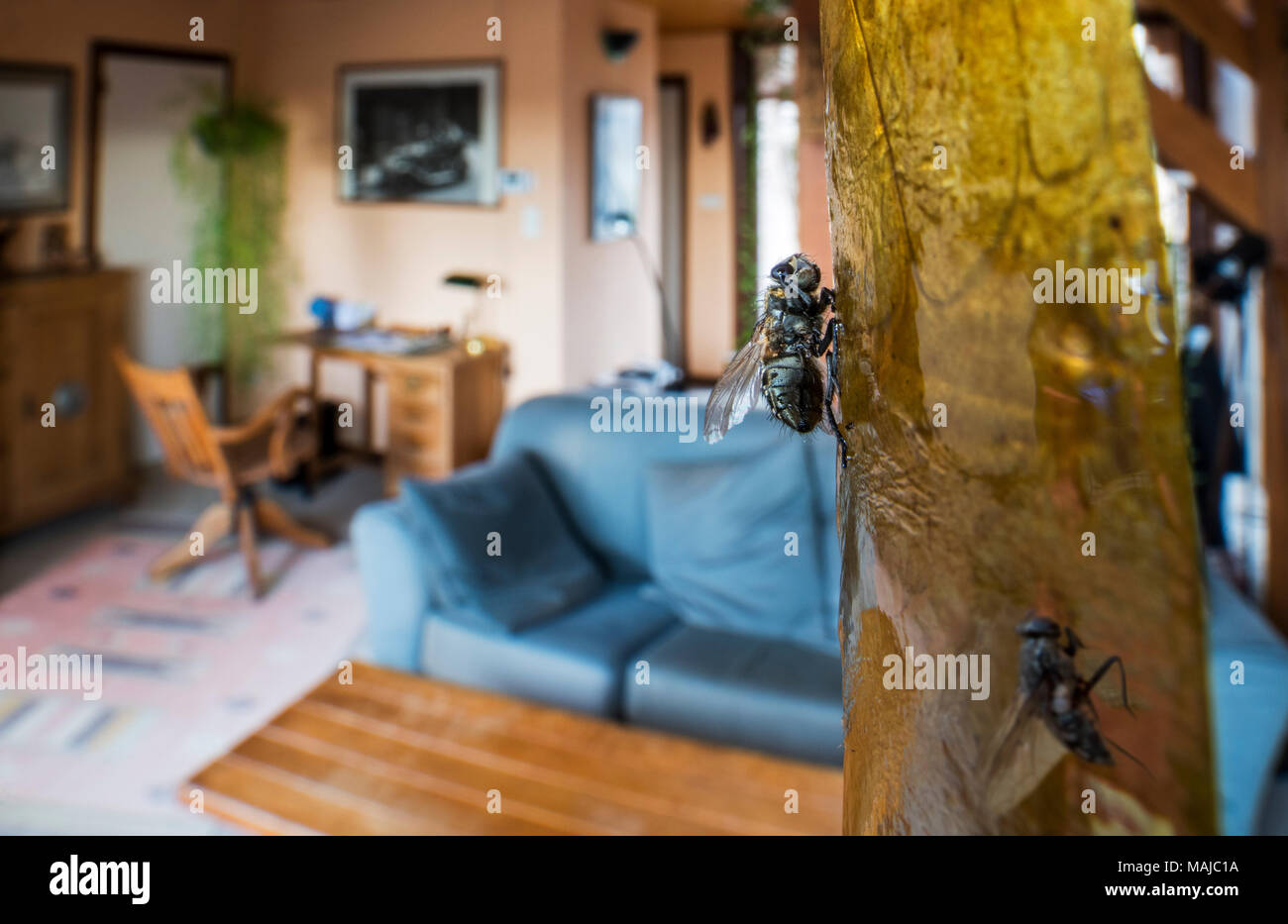 Flypaper hi-res stock photography and images - Alamy