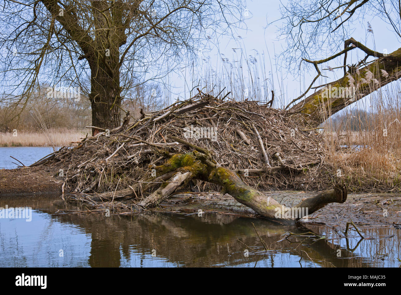Beaver nest hi-res stock photography and images - Alamy