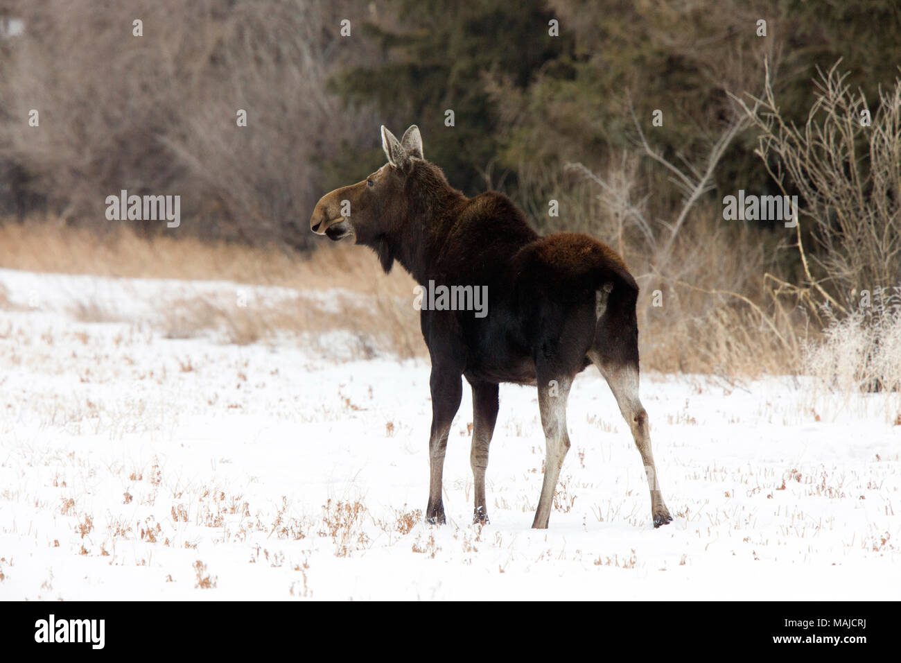 Moose canada hi-res stock photography and images - Alamy