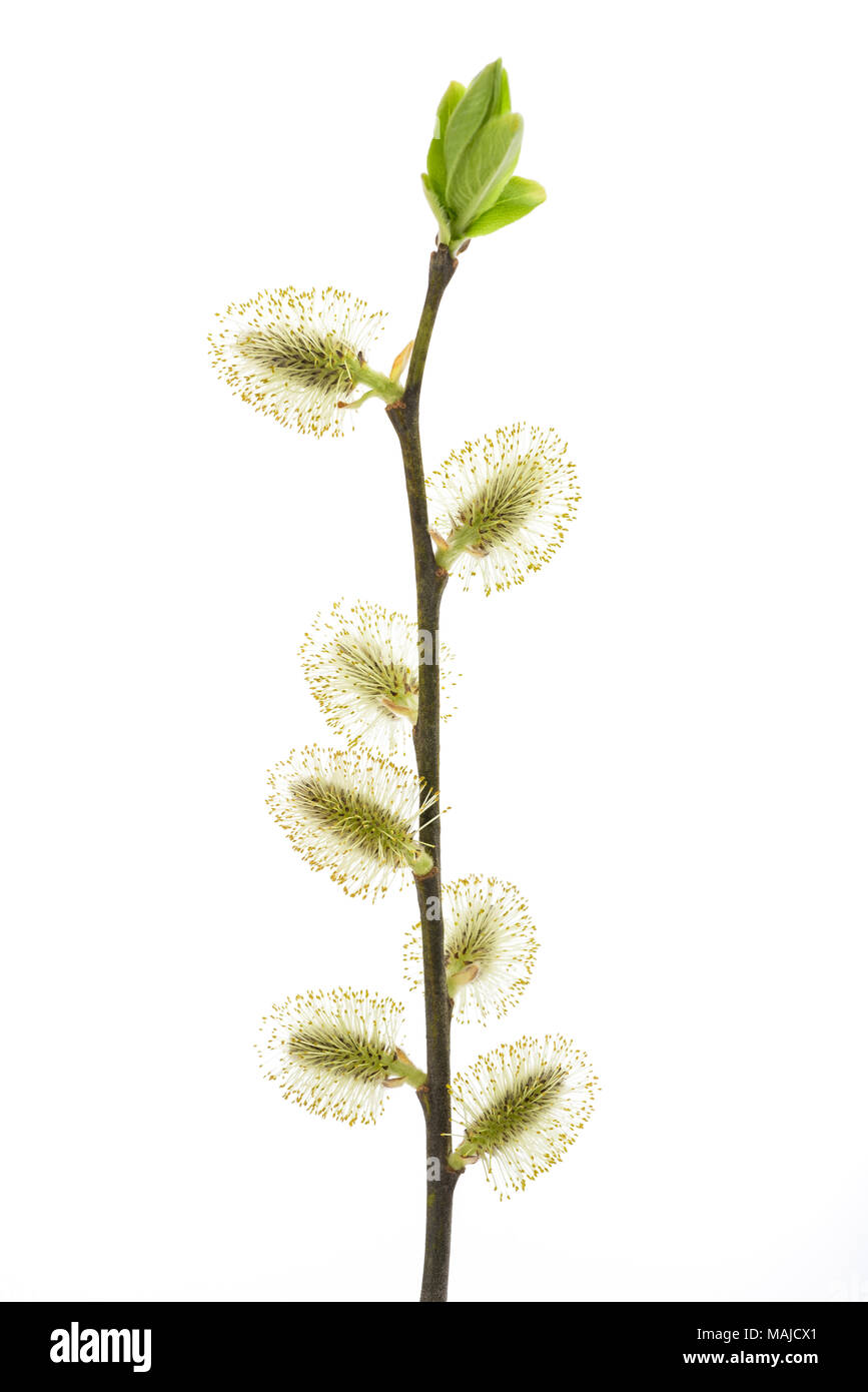 Salix caprea, willow in bloom isolated on white background Stock Photo ...
