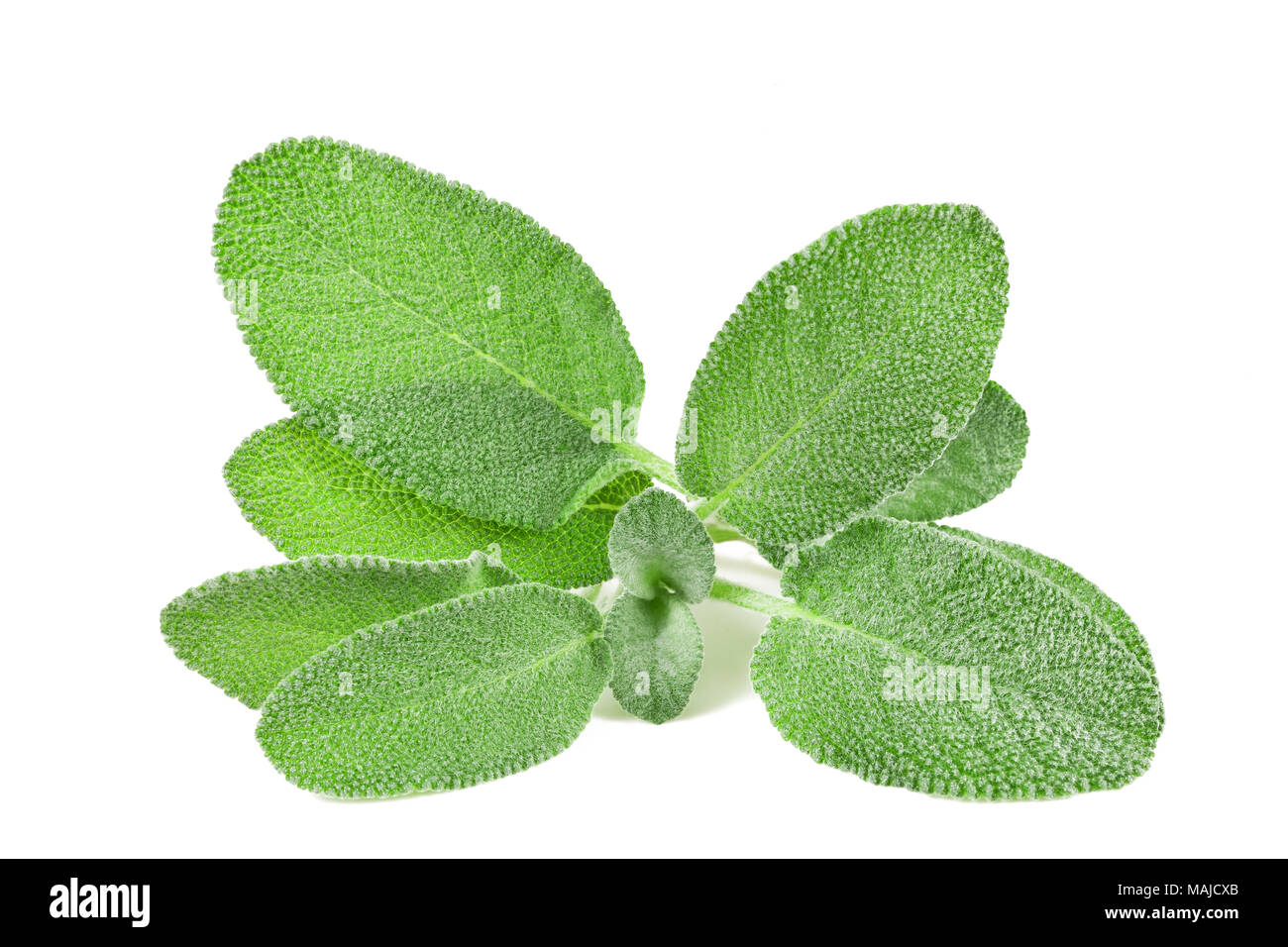 Sprig fresh sage herb hi-res stock photography and images - Alamy