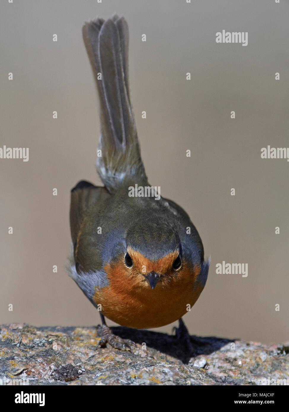 European robin in its natural habitat in Denmark Stock Photo - Alamy