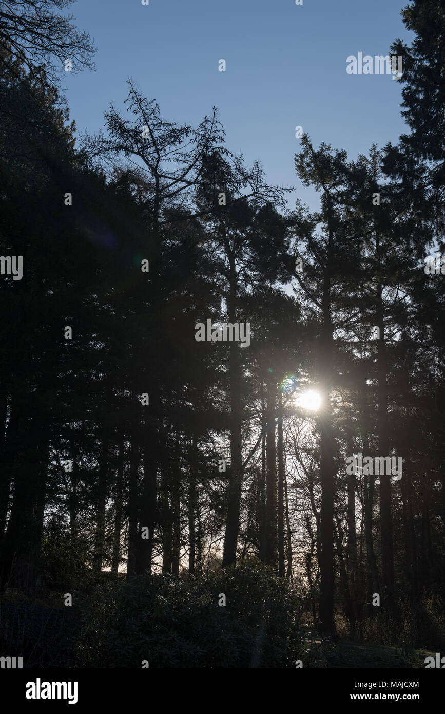 Sunlight filtering through dense pine hi-res stock photography and ...