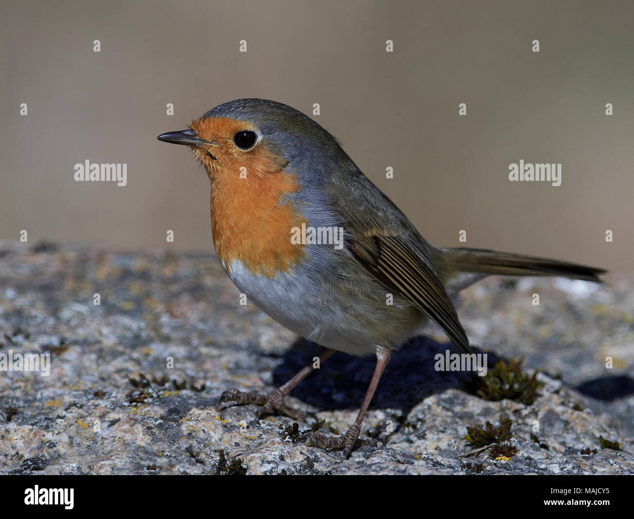 European robin in its natural habitat in Denmark Stock Photo - Alamy