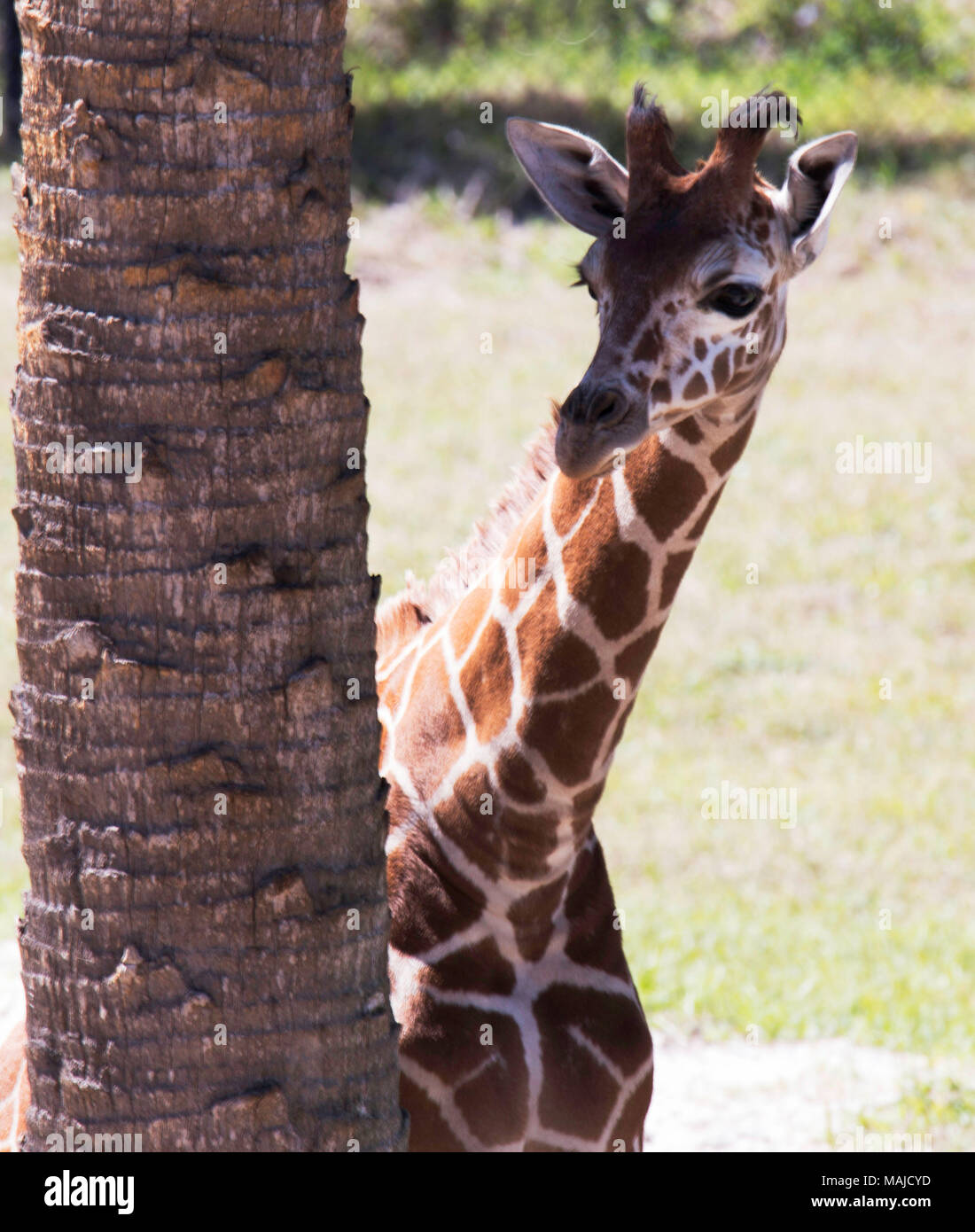 Giraffe behind tree hi-res stock photography and images - Alamy