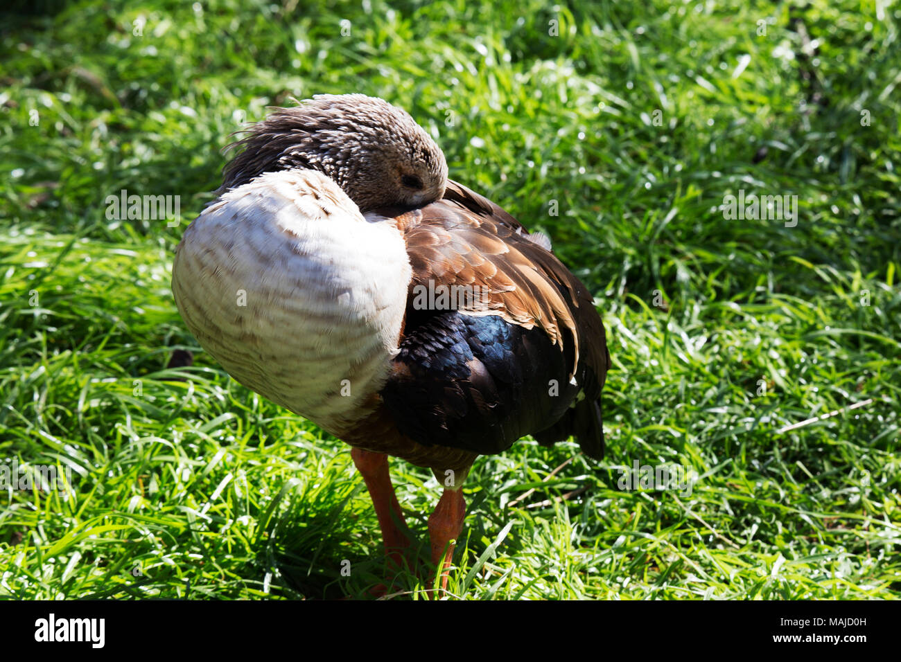 Sleeping duck hi-res stock photography and images - Alamy