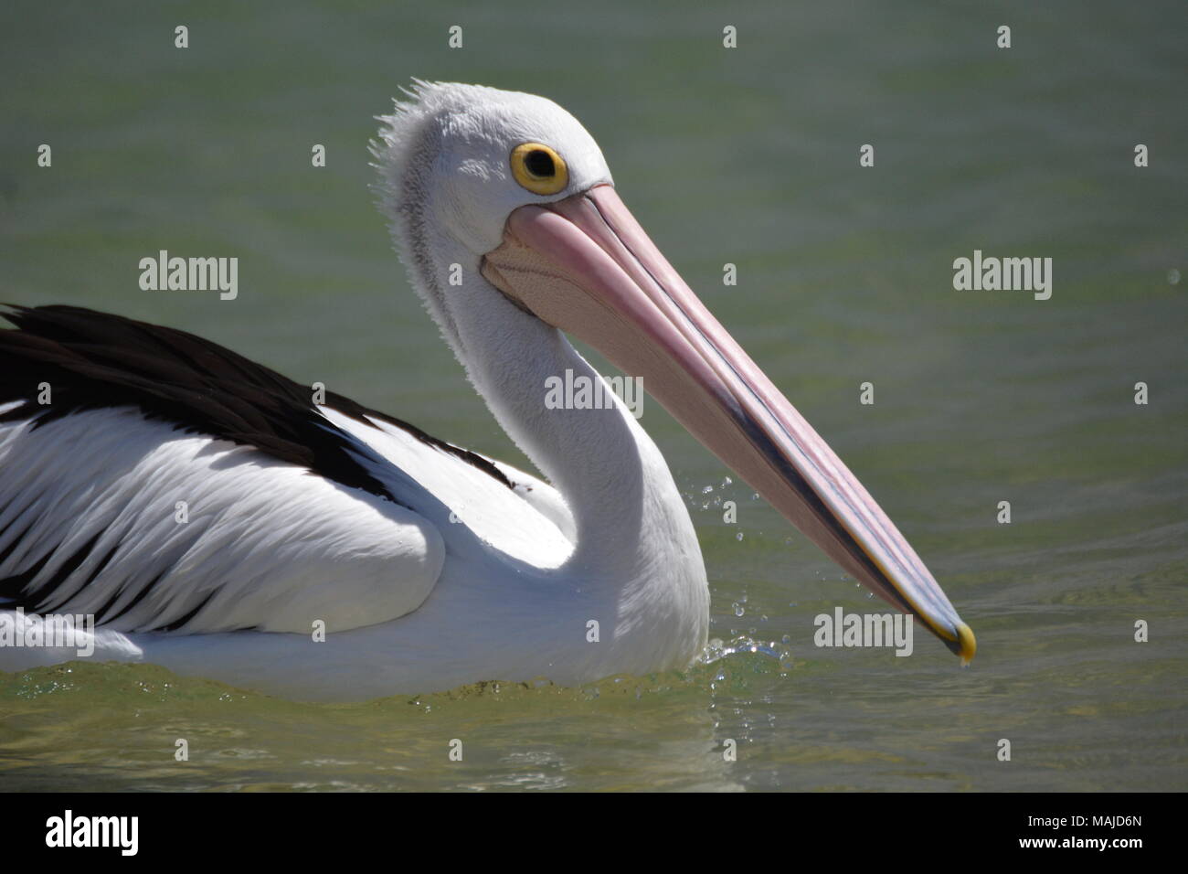 Australian pelican hunting fish hi-res stock photography and images - Alamy