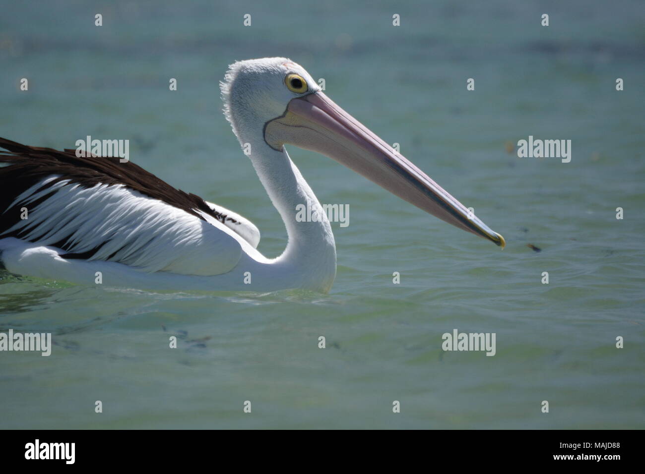 Pelican. Monkey Mia. Shark Bay. Western Australia Stock Photo - Alamy