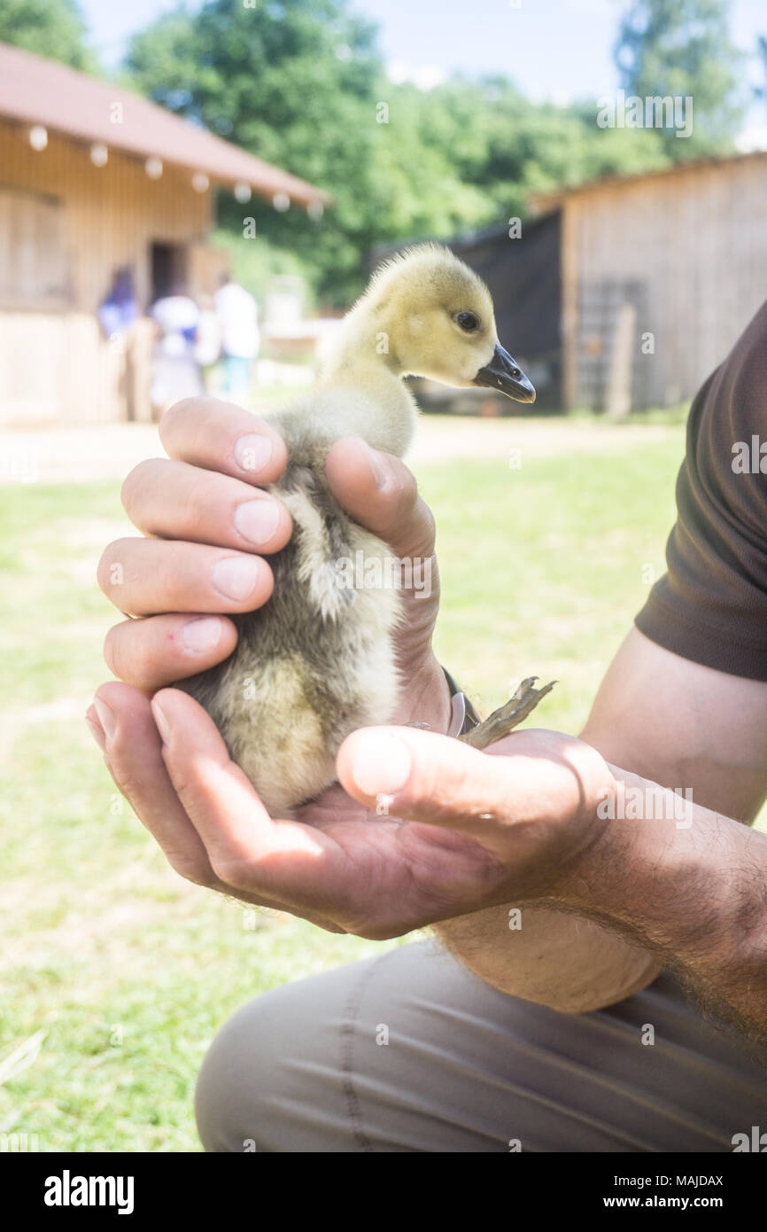 Little fluffy goose in man's hands in a farm in summer Stock Photo - Alamy