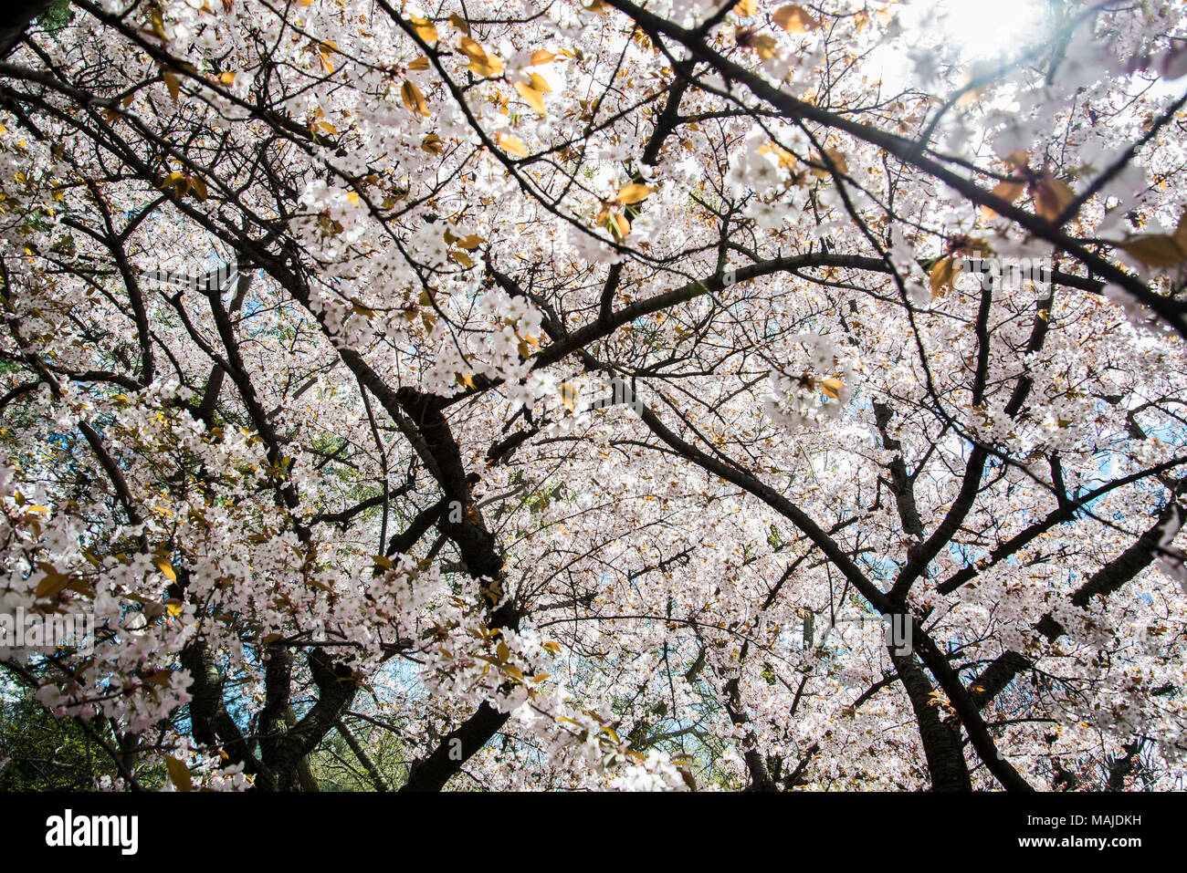 Beautiful magnolia tree sun blossoms hi-res stock photography and ...