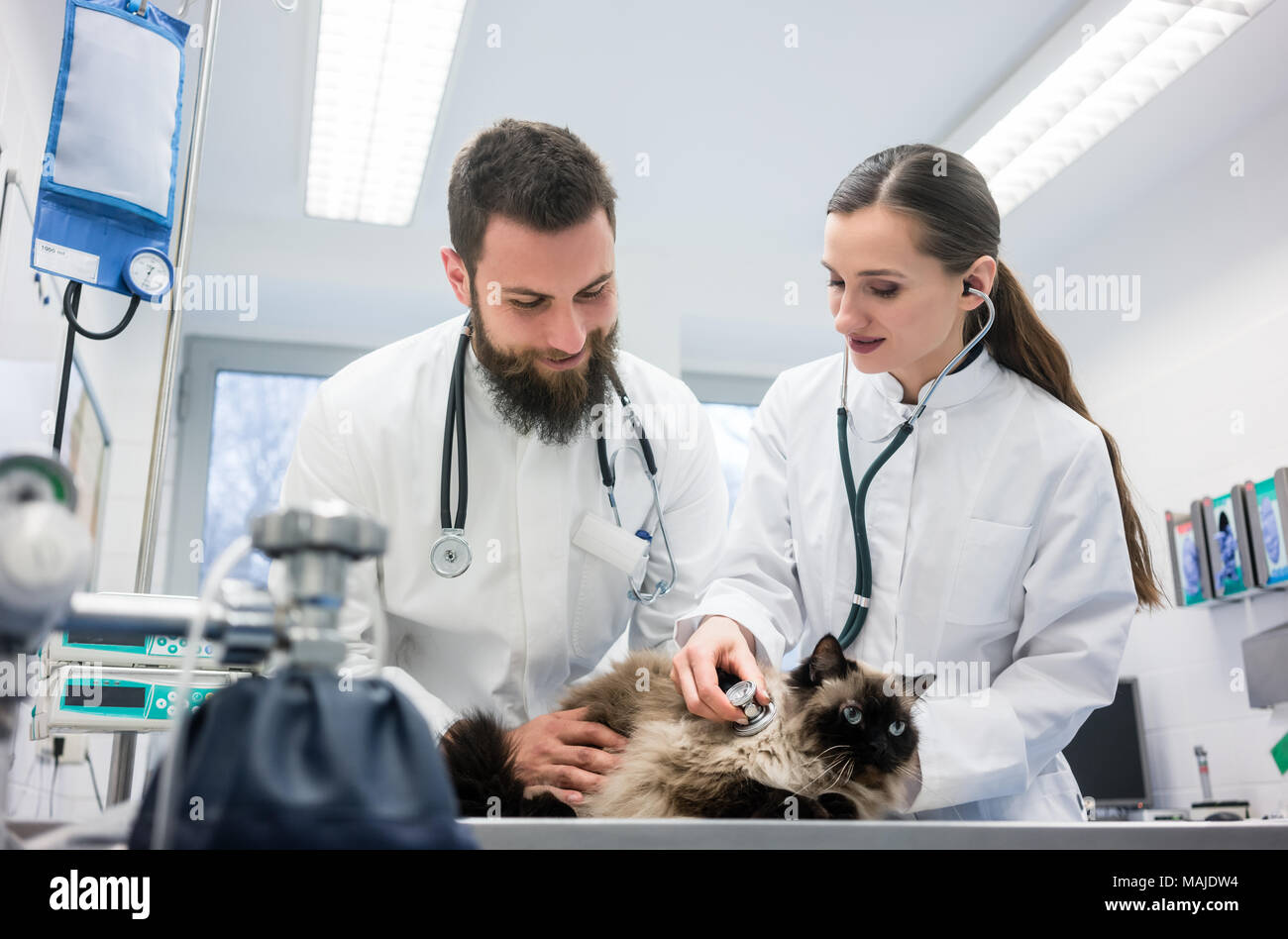 Two young veterinarian doctors examining a cat Stock Photo - Alamy