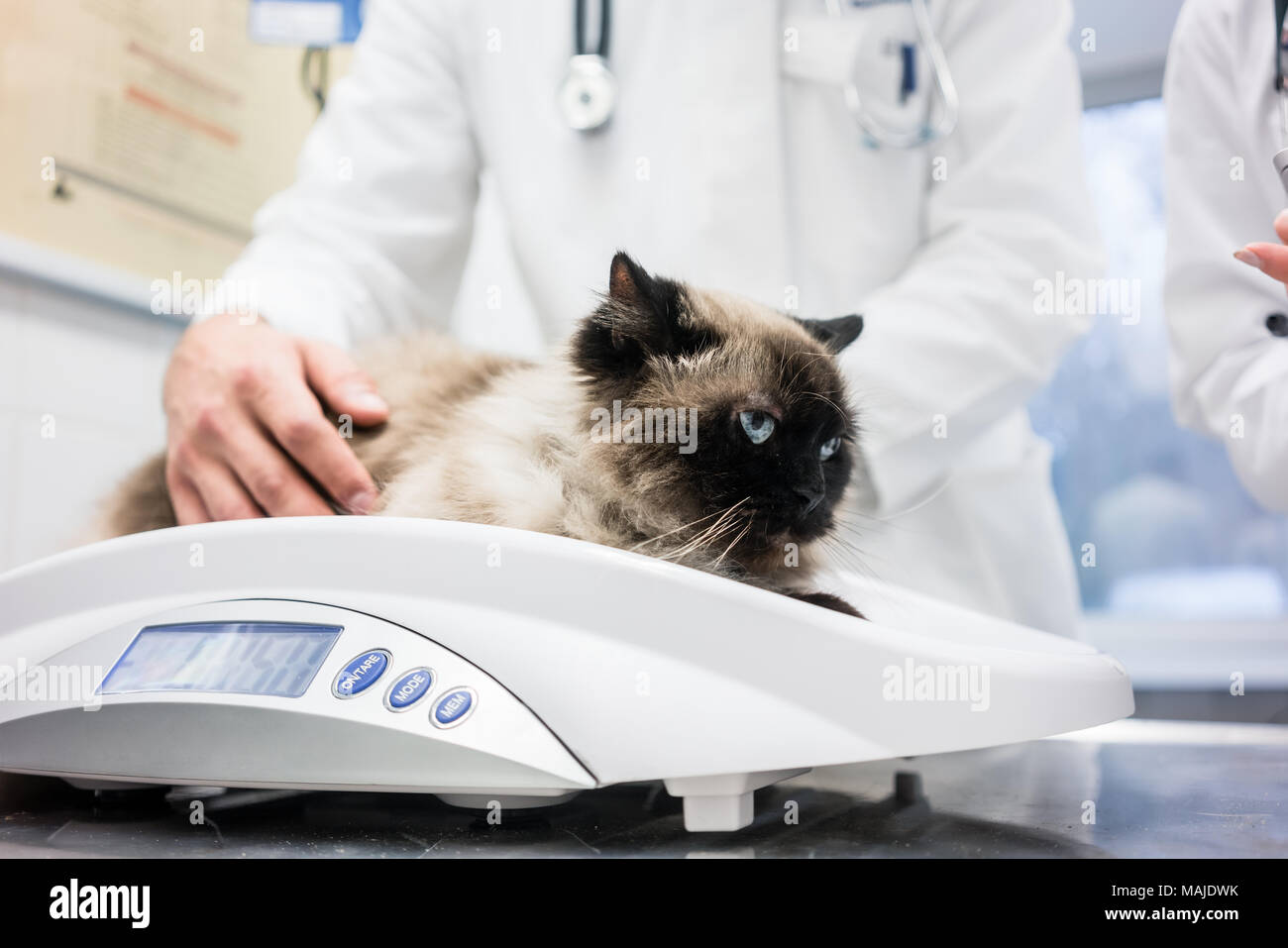 Vet putting cat on scale to measure her weights Stock Photo - Alamy