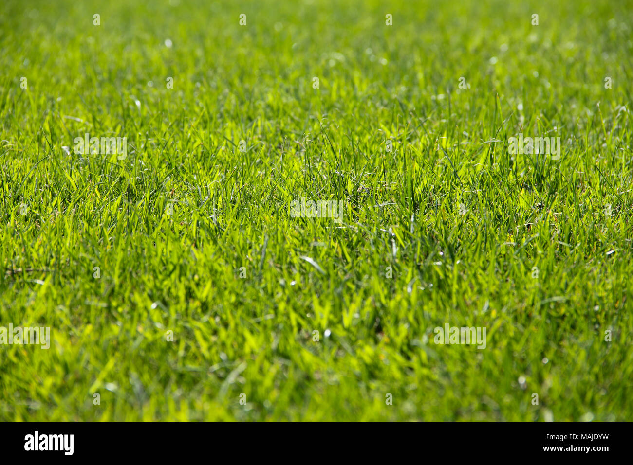 Golf Course green grass textured background close up Stock Photo - Alamy