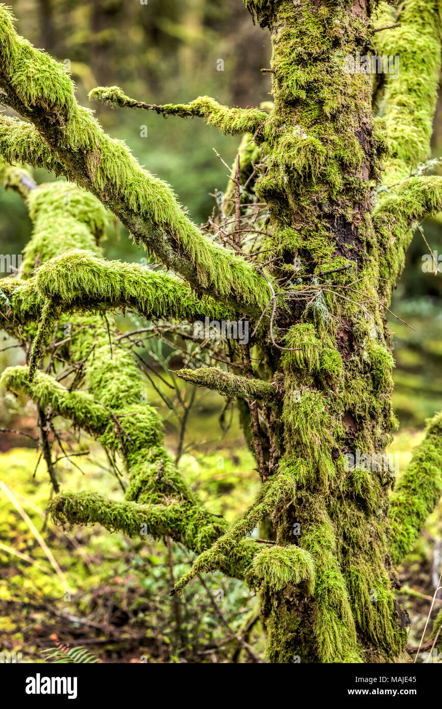 A close up of an old moss covered tree on Fort Stevens in Oregon Stock ...