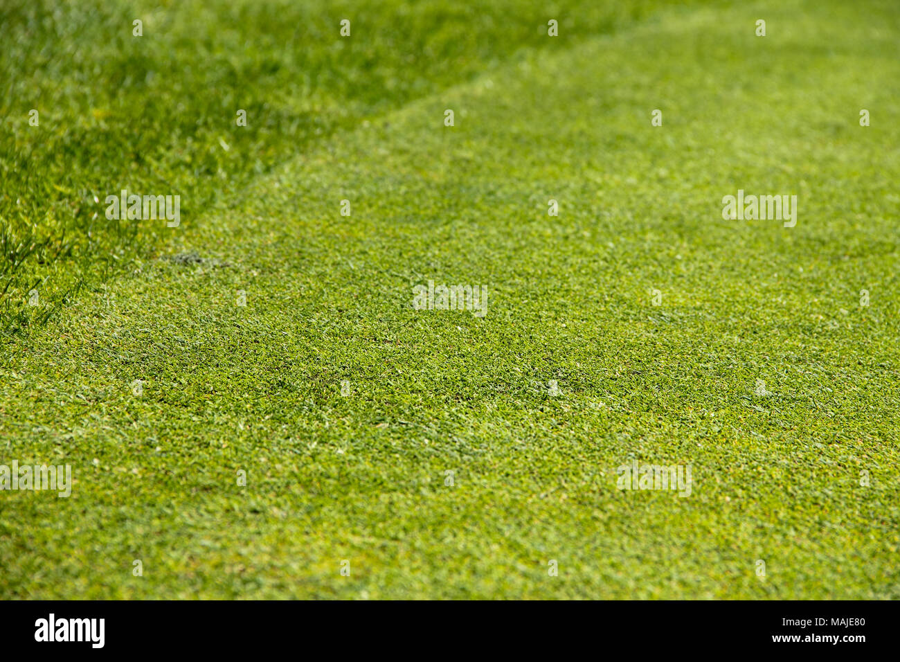 Golf Course green grass textured background close up Stock Photo - Alamy