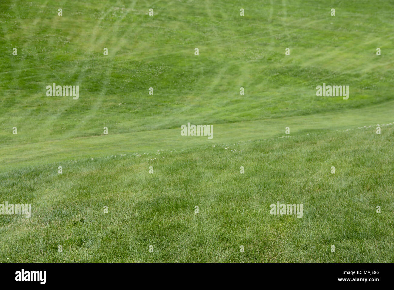 Golf Course green grass textured background close up Stock Photo - Alamy
