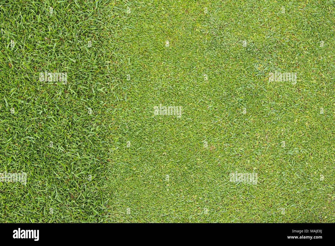 Golf Course green grass textured background close up Stock Photo - Alamy