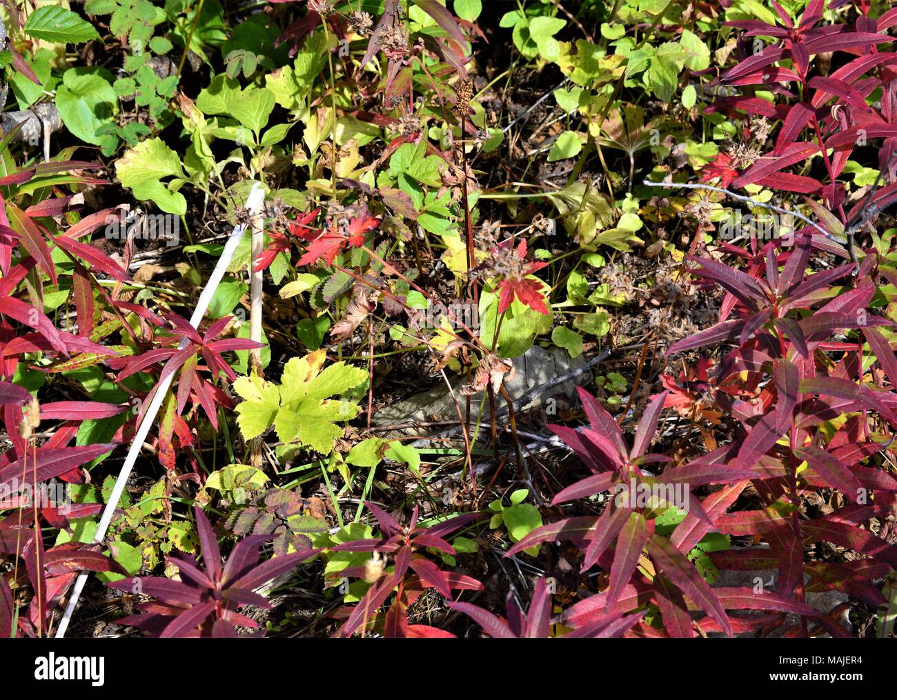What you find growing up from the earth Stock Photo - Alamy