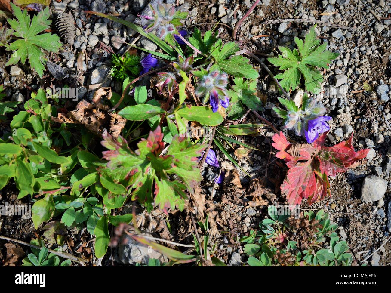Sprouting from the earth hi-res stock photography and images - Alamy