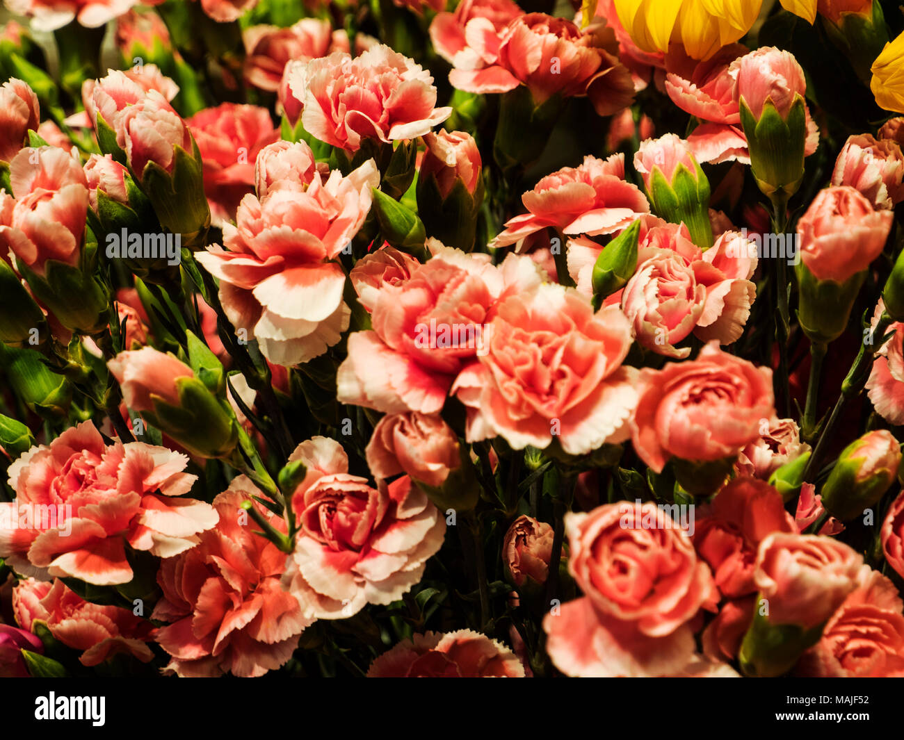 A lot of pink roses on the market Stock Photo - Alamy
