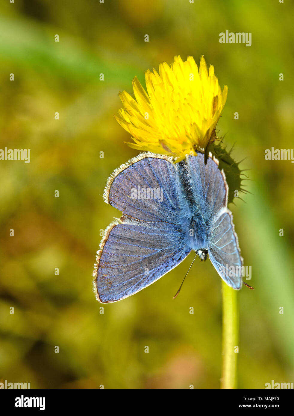Butterfly rest on stem Stock Photo - Alamy