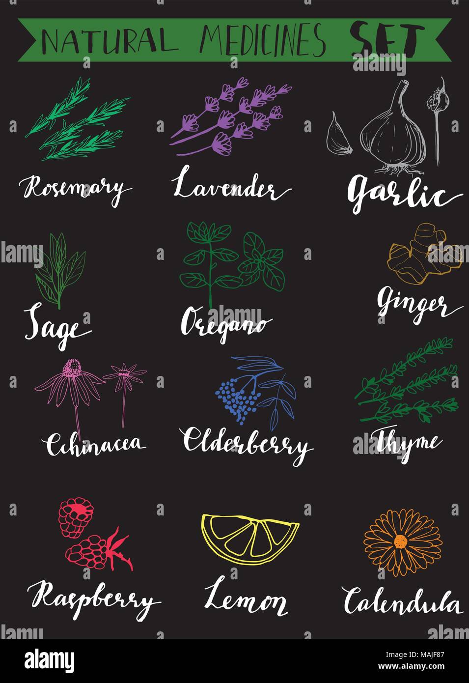 Herbs and medicinal plants collection. Vector hand drawn isolated ...