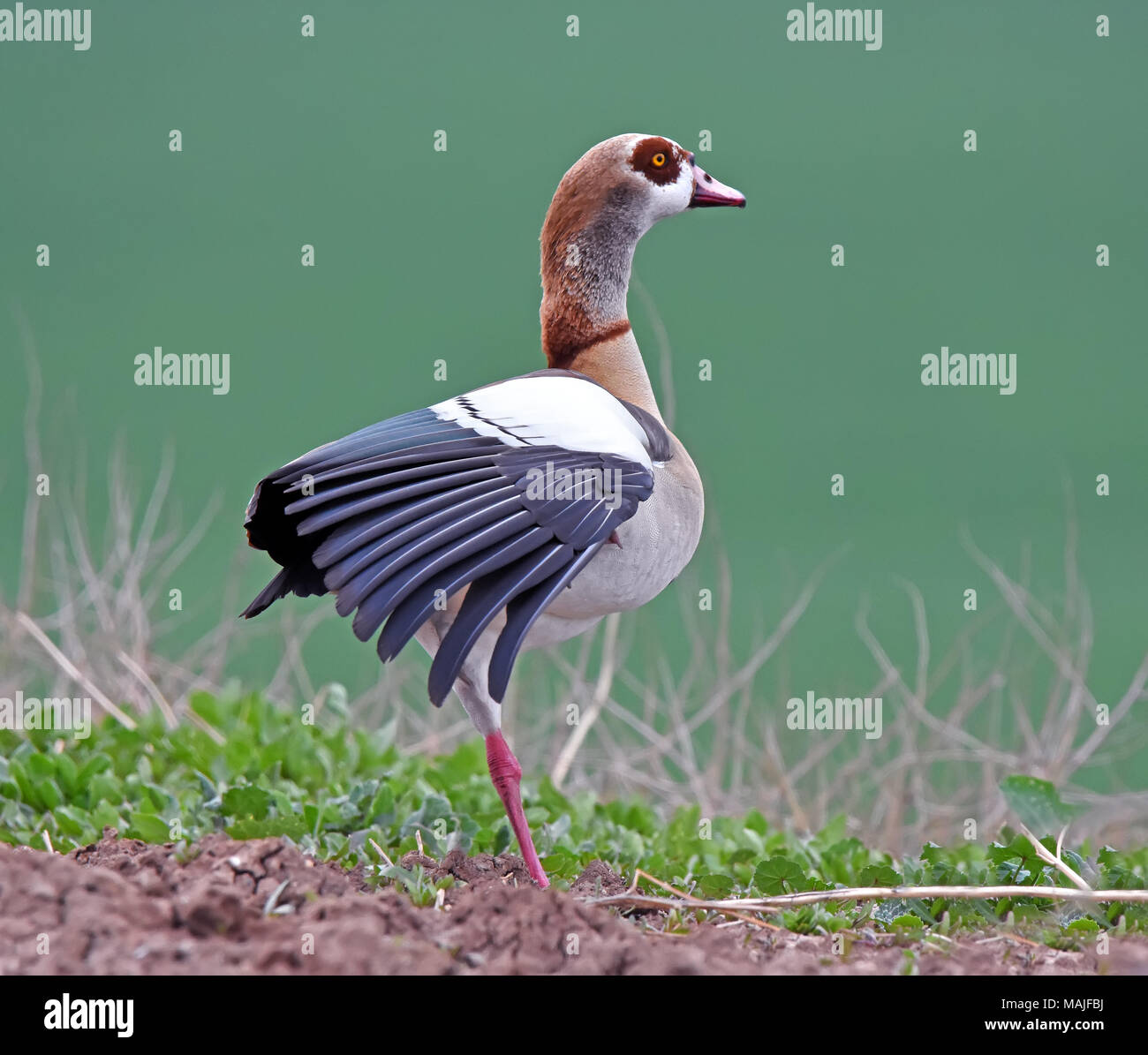Egyptian goose behavior hi-res stock photography and images - Alamy
