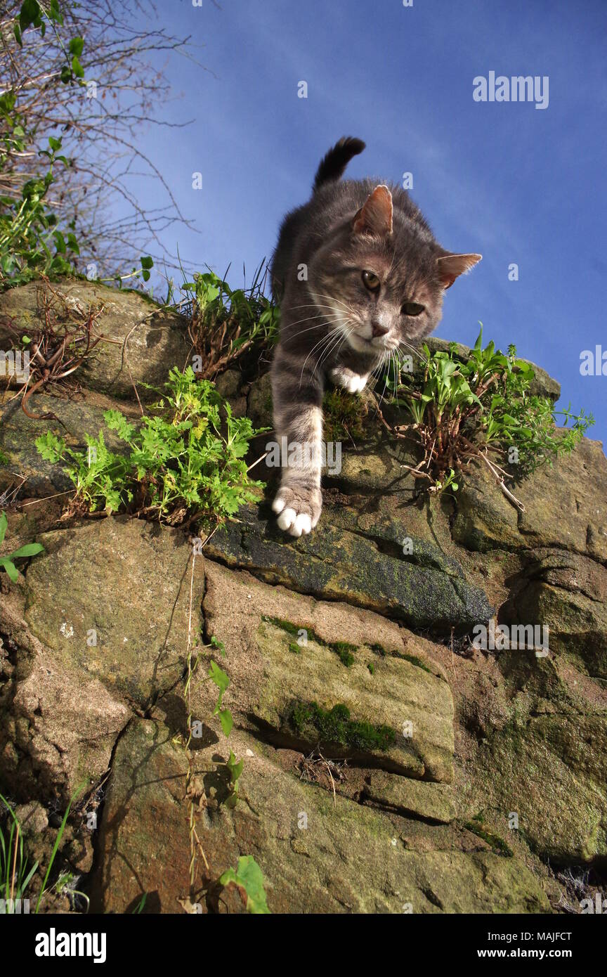 Leaping off stone wall hi-res stock photography and images - Alamy