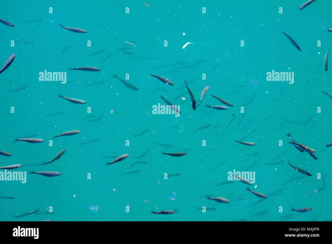 A flock of small blue fishes in the form of swim Stock Photo - Alamy