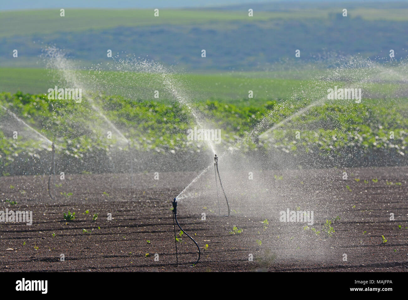Drip irrigation israel hi-res stock photography and images - Alamy