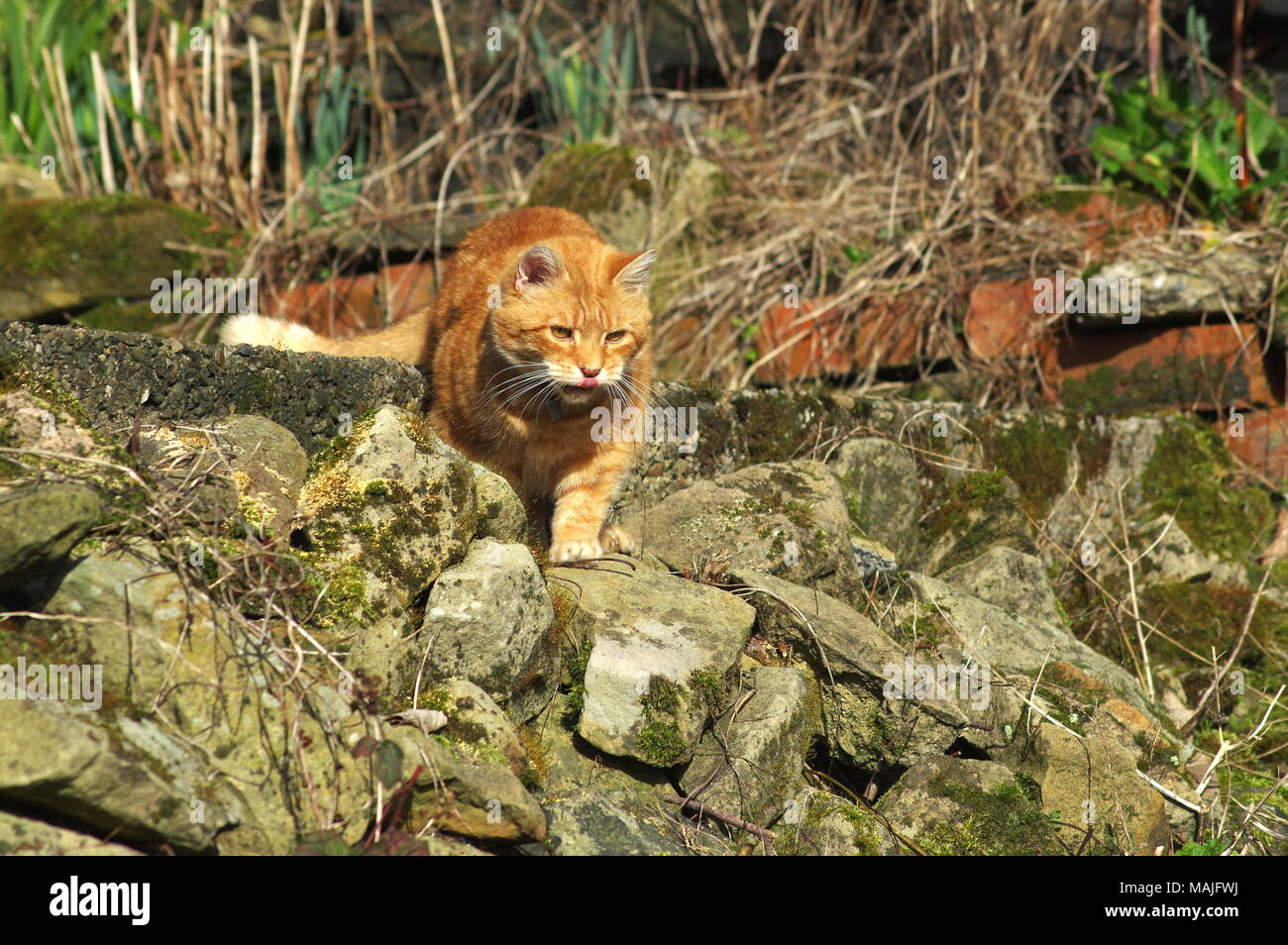 Ginger cat hunting on stone wall Stock Photo - Alamy