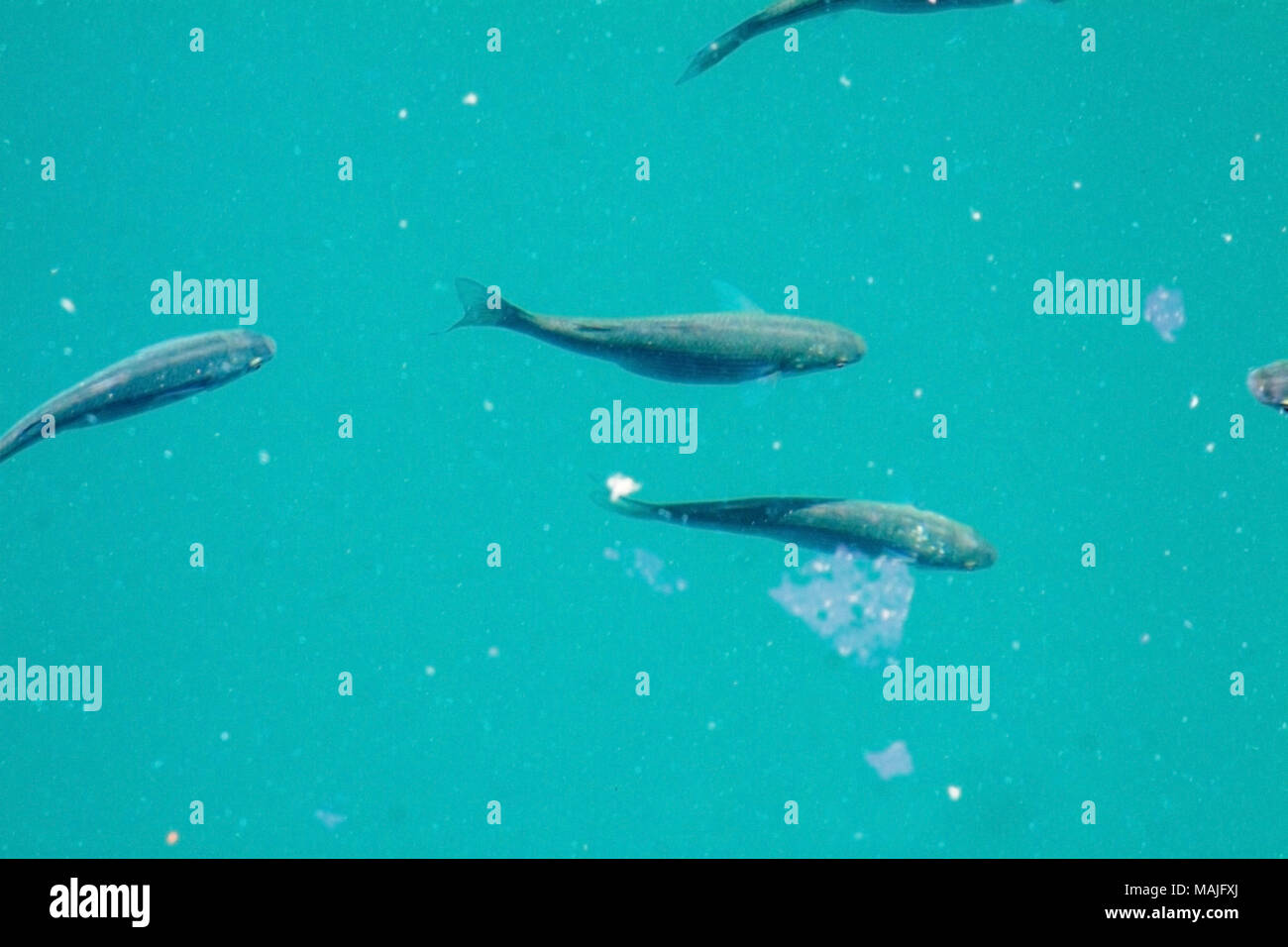 A flock of small blue fishes in the form of swim Stock Photo - Alamy