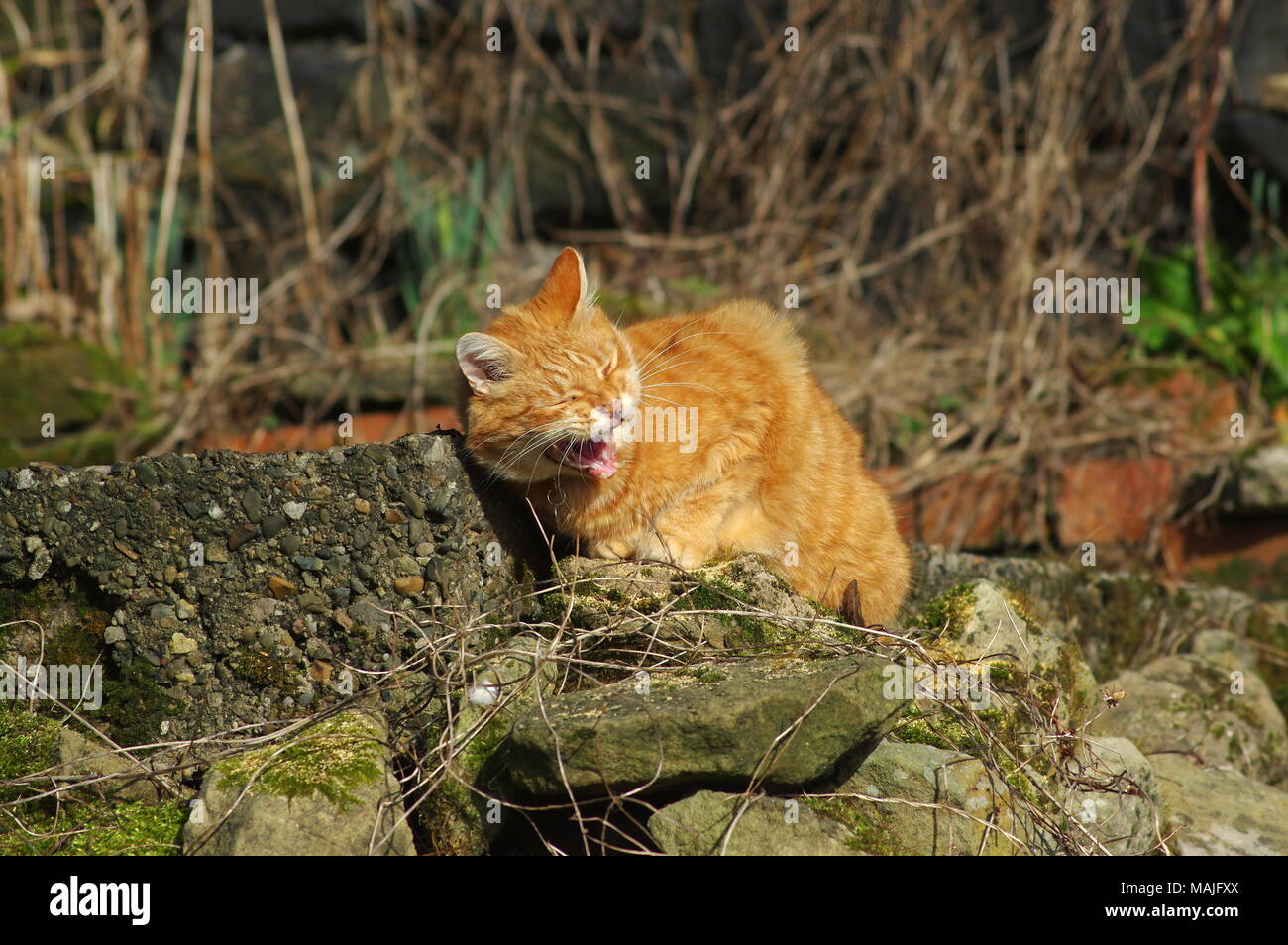 Laughing ginger cat hi-res stock photography and images - Alamy