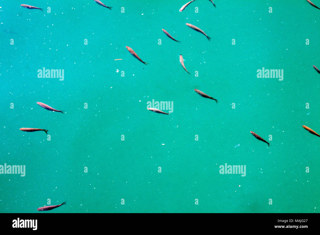 A flock of small blue fishes in the form of swim Stock Photo - Alamy