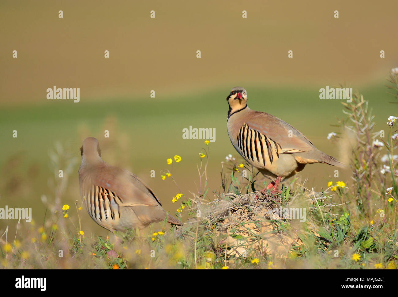 Chukar partridge habitat hi-res stock photography and images - Alamy