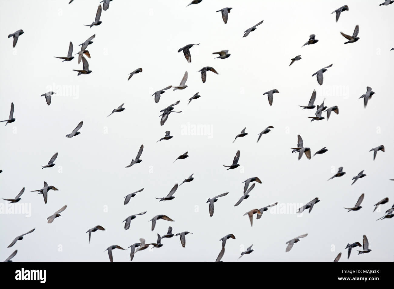 Pigeons flight formation hi-res stock photography and images - Alamy