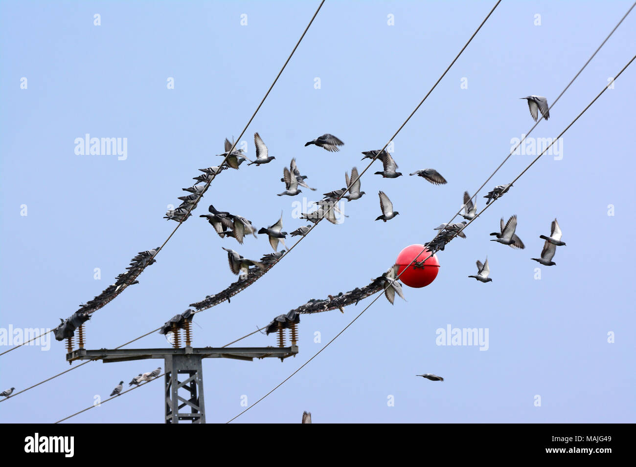 Pigeons flight formation hi-res stock photography and images - Alamy